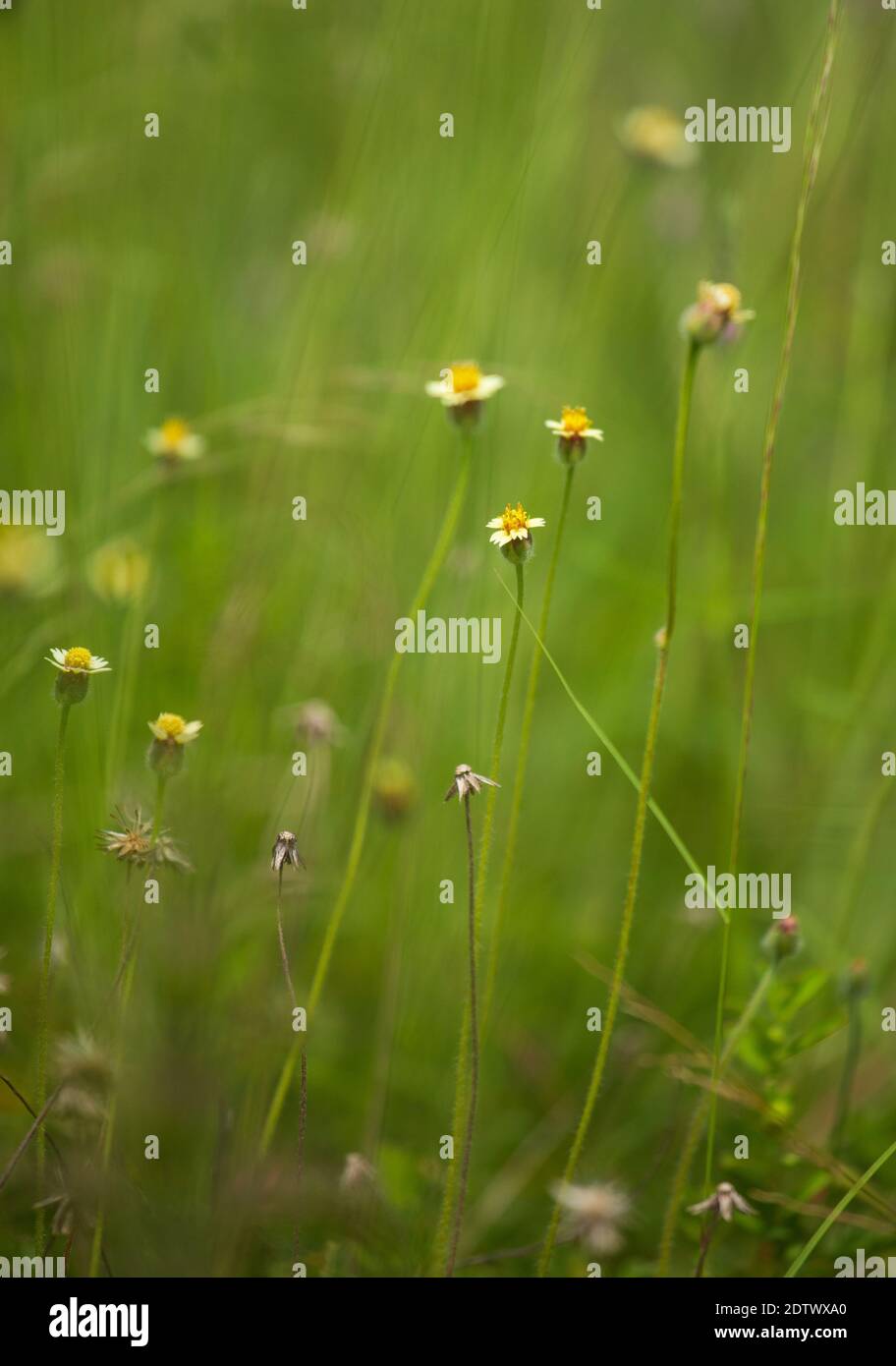 Coat button plant hi-res stock photography and images - Alamy
