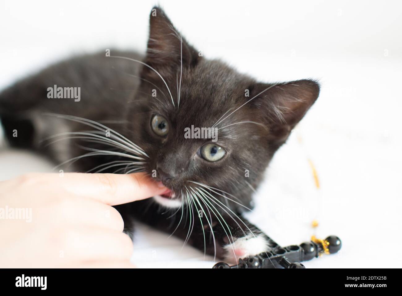 Cat biting human hi-res stock photography and images - Alamy