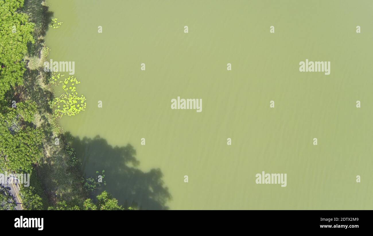 A top view of bright green water with growing trees on the side Stock ...