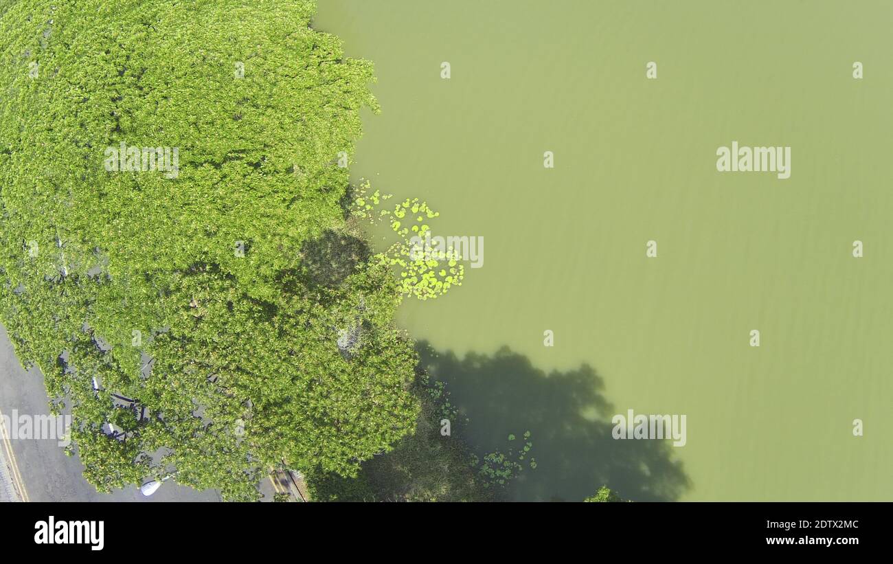 A top view of bright green water with growing trees on the side Stock ...