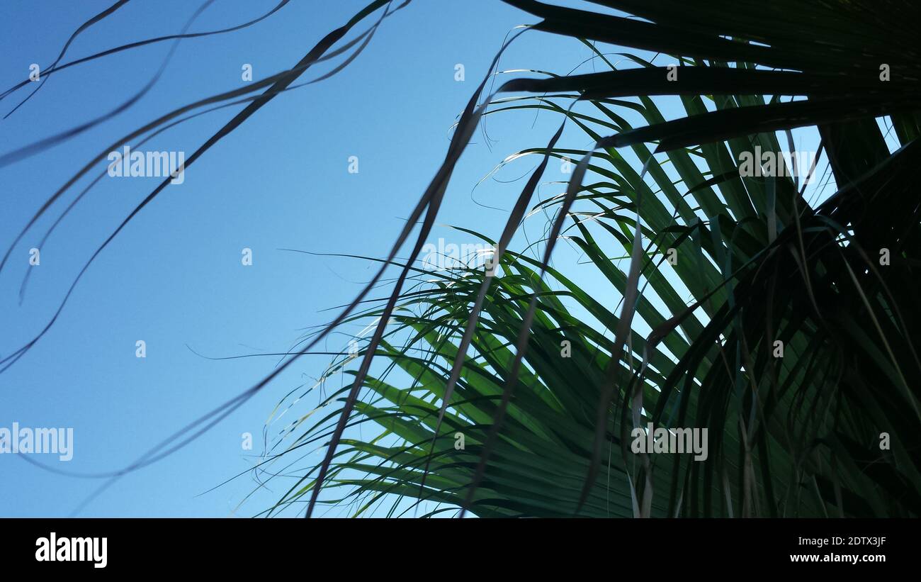 Tropical palm fronds against a blue sky, palm tree, tropics, Padre ...