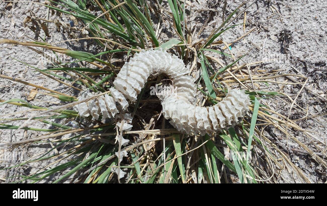 Welk shell egg cases at the wrack line, Packery Channel Jetty Beach ...