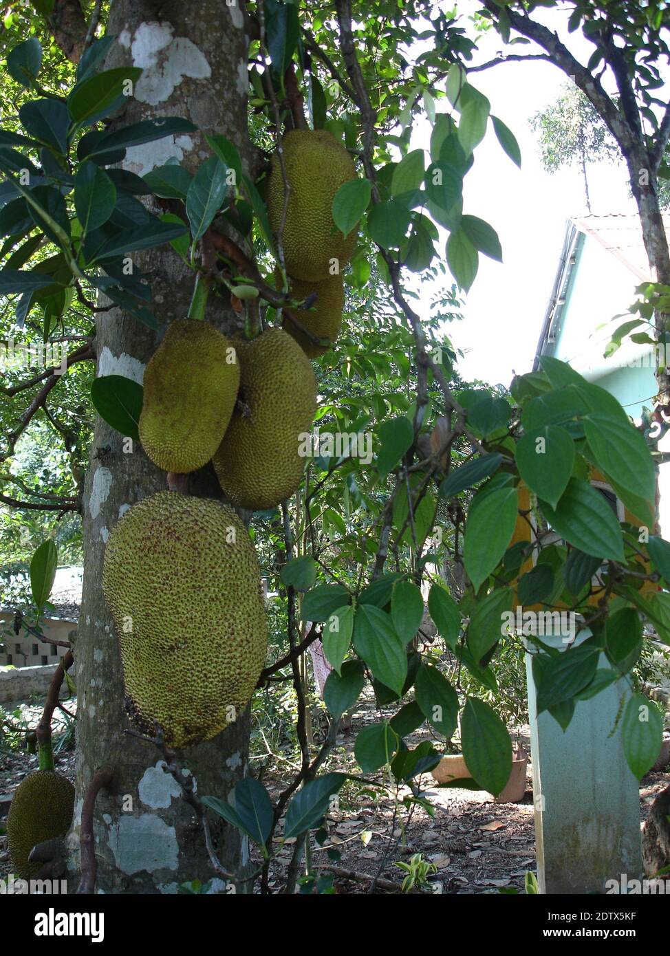 Durian, a fruit enjoyed by Asians but banned from public places because ...