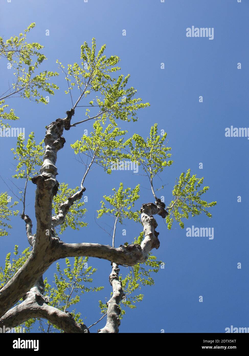 London plane's pollarded silver branches sprouting young green leaves ...