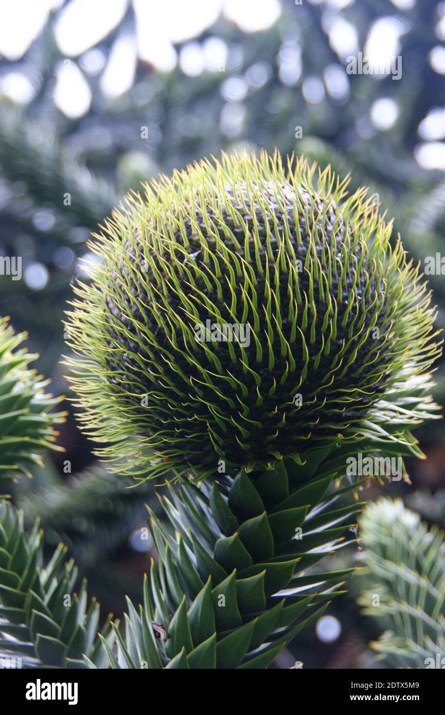 Monkey Puzzle's female cone - a living fossil now on the endangered ...