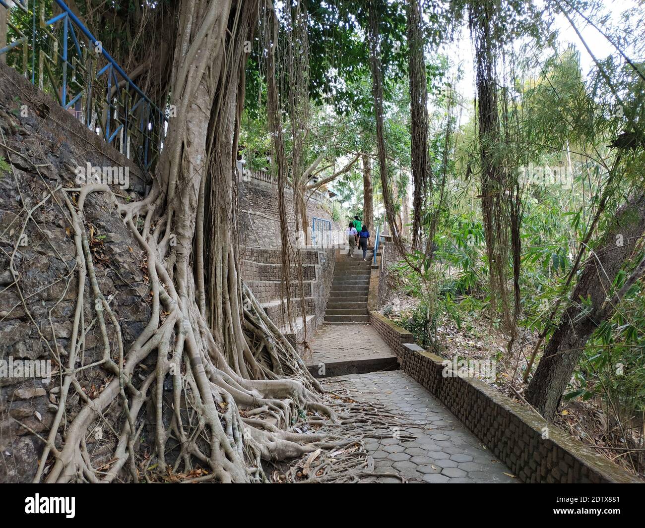 An aged tree with roots on the wall In a park Stock Photo - Alamy
