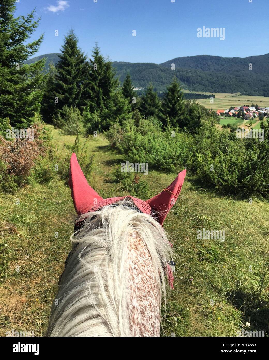 A vertical shot of a horse head with red ear bonnets on background of ...
