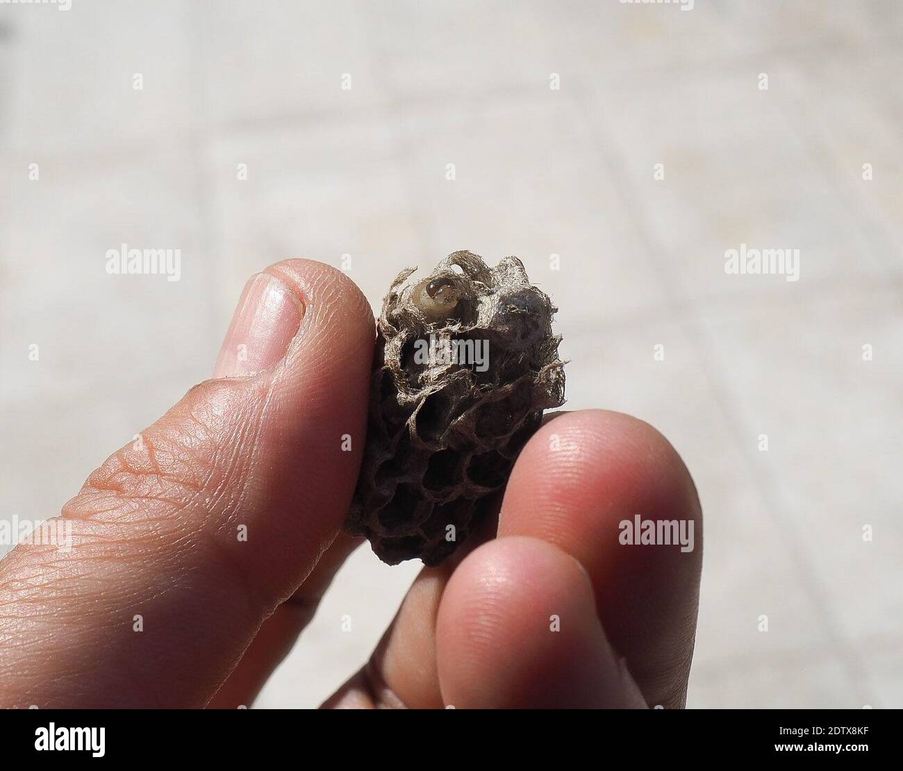 Human larva hi-res stock photography and images - Alamy