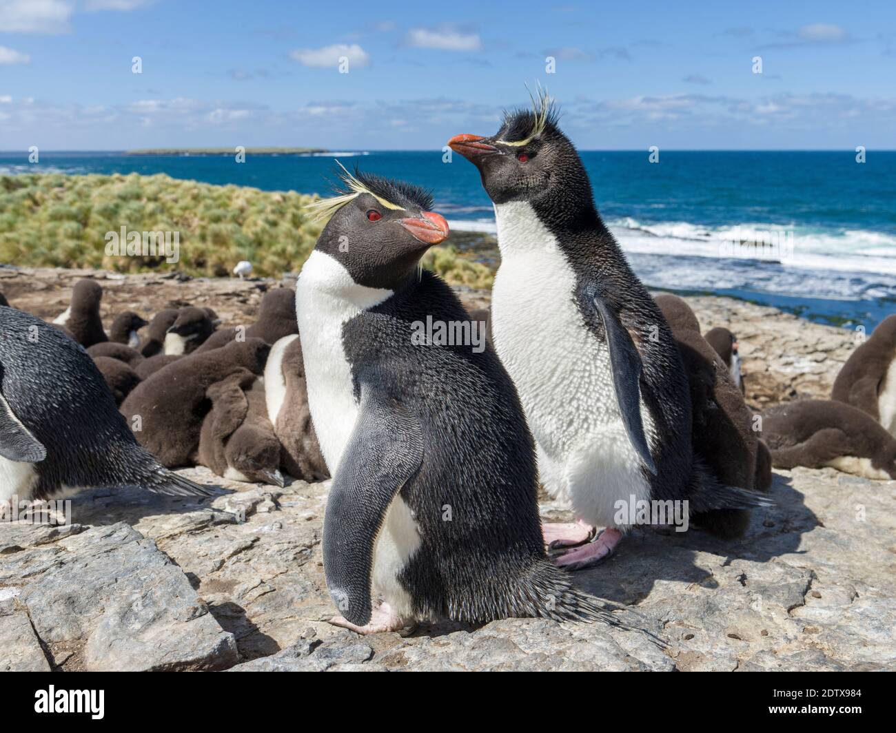 Rockhopper Penguin (Eudyptes chrysocome), subspecies Southern ...