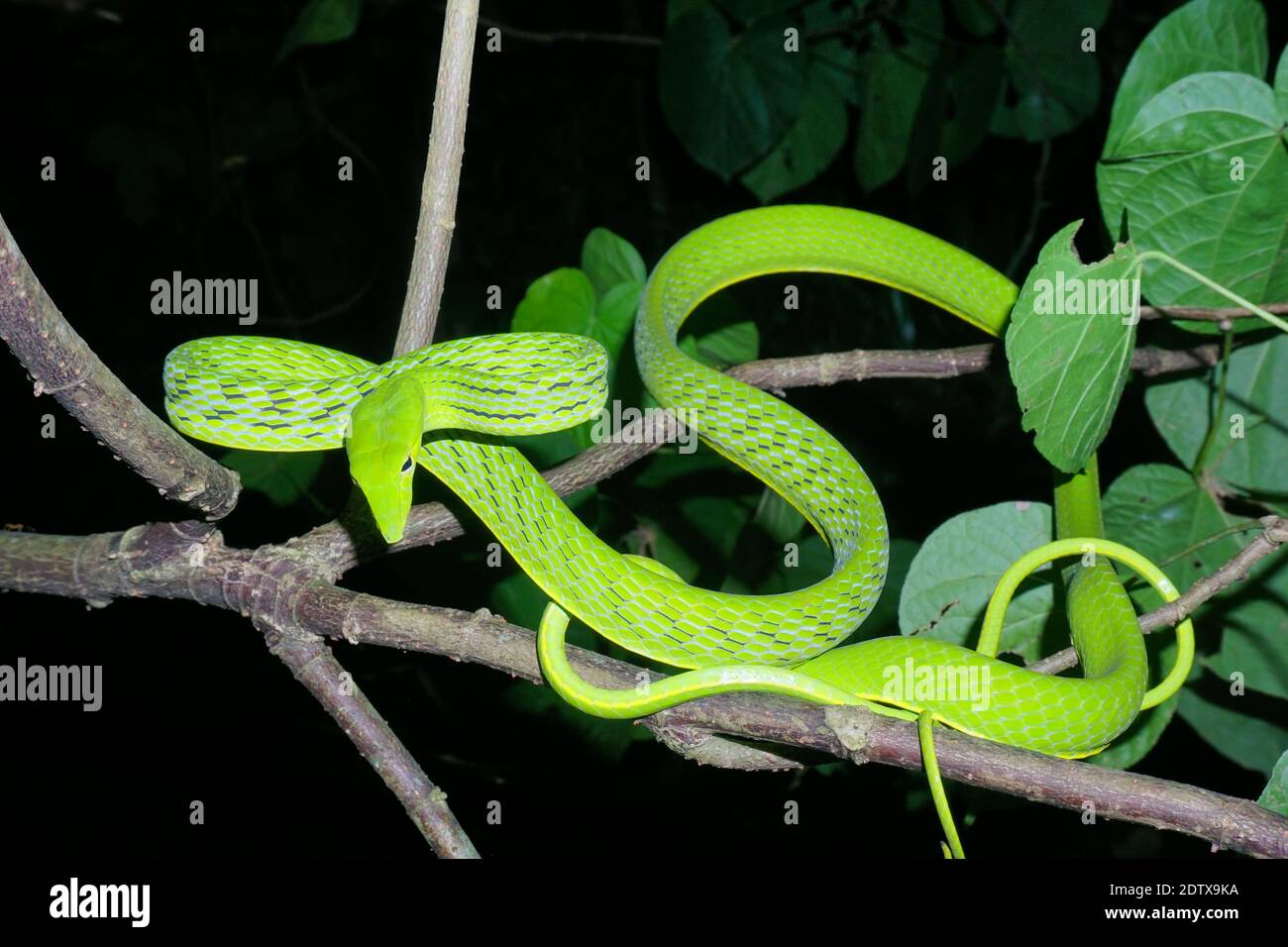 Is the green vine snake poisonous hi-res stock photography and images ...