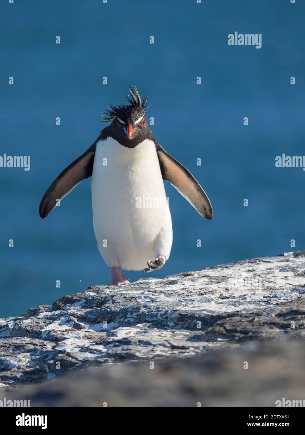 Climbing through a steep and rocky cliff Rockhopper Penguin (Eudyptes ...