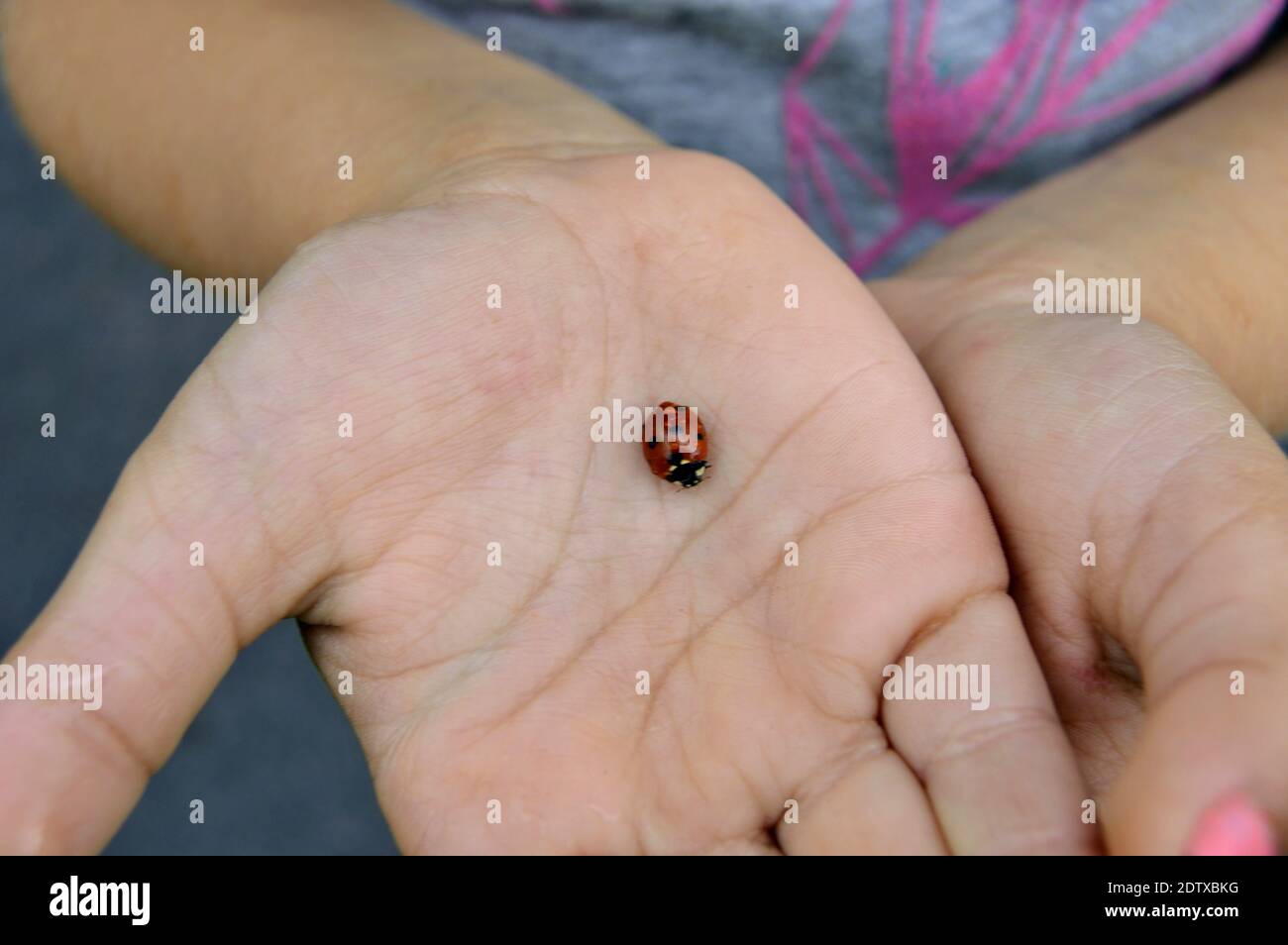Girl holding ladybug hi-res stock photography and images - Alamy