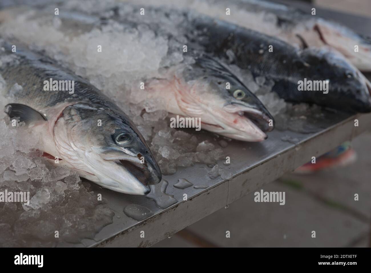 Fresh-caught sea fish on a counter in the fish market Stock Photo - Alamy