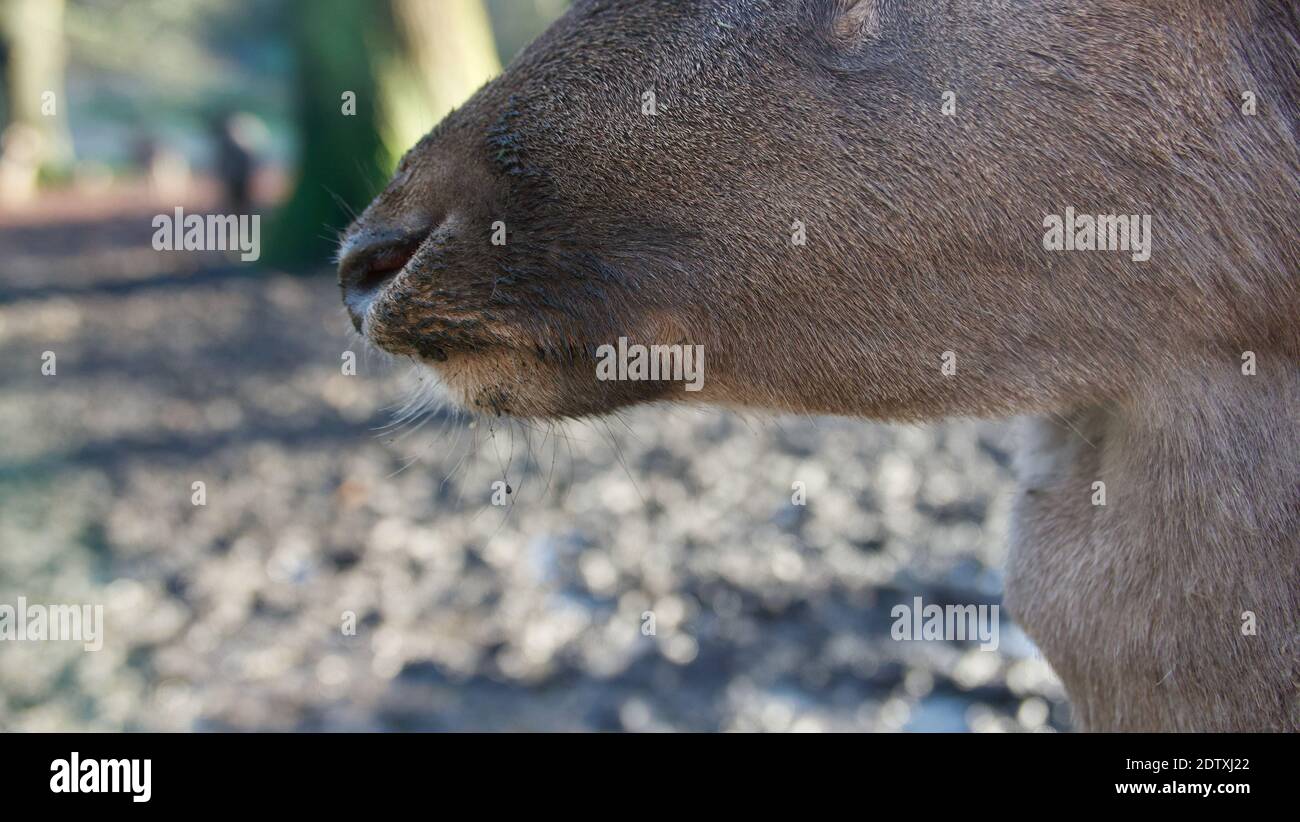 Reindeer mouth hi-res stock photography and images - Alamy