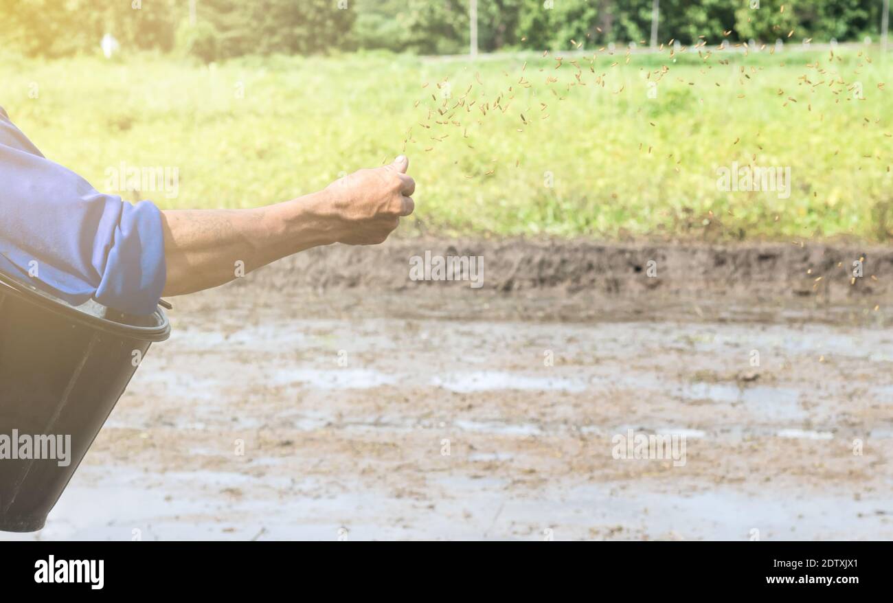 Farmer throwing seeds hi-res stock photography and images - Alamy