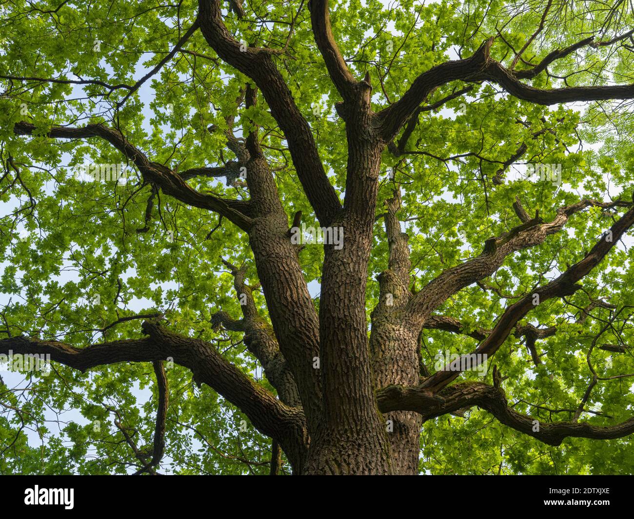 Giant oak. The woodland Hainich in Thuringia, National Park and part of ...
