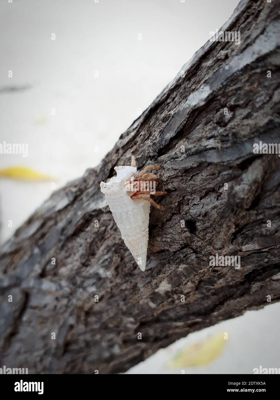 Wood crab tree hi-res stock photography and images - Alamy