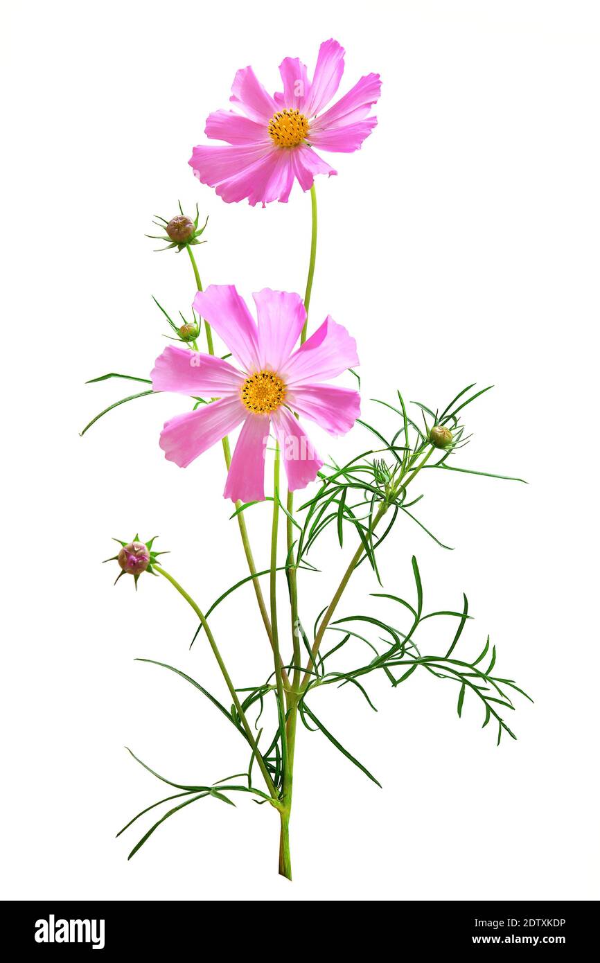 Soft focus beautiful cosmos hi-res stock photography and images - Alamy