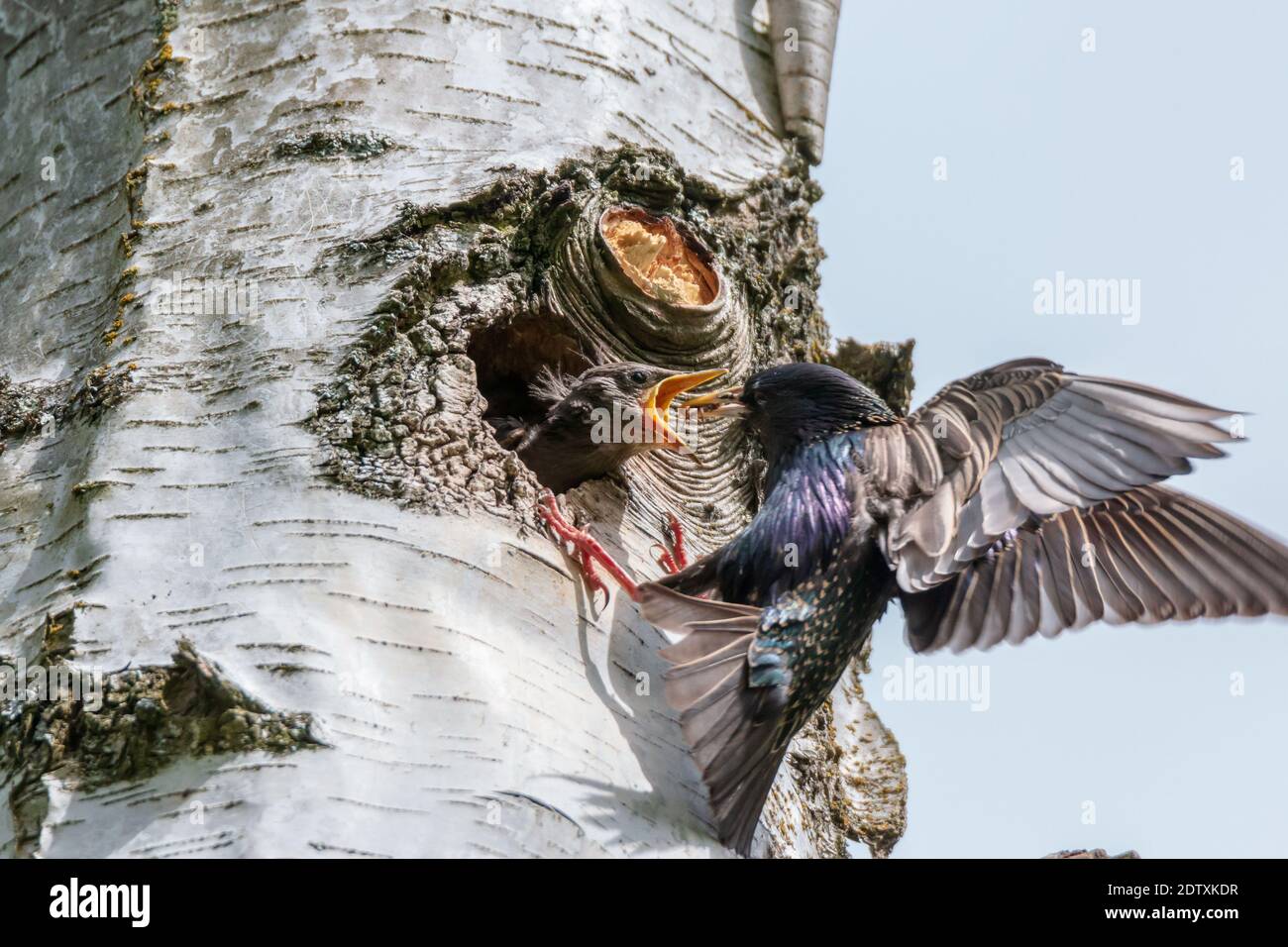 Feeding flying starling hi-res stock photography and images - Alamy