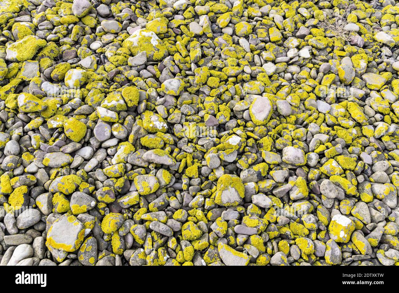 Lichen covered pebbles on the beach at Porlock Weir, Somerset UK Stock ...
