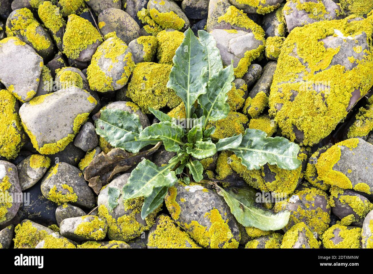 Lichen covered pebbles on the beach at Porlock Weir, Somerset UK Stock ...