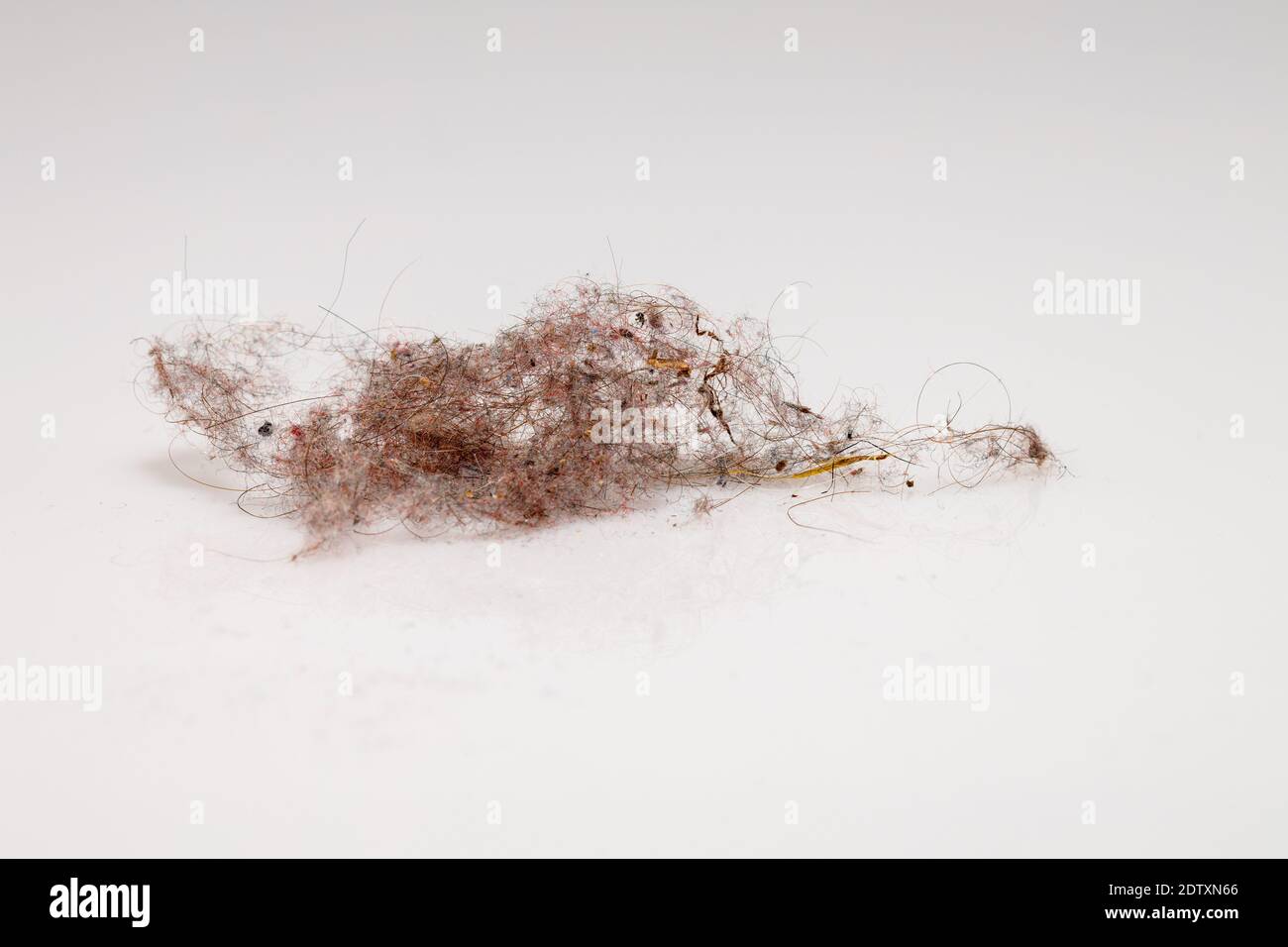 A woolly mouse on a white background Stock Photo - Alamy
