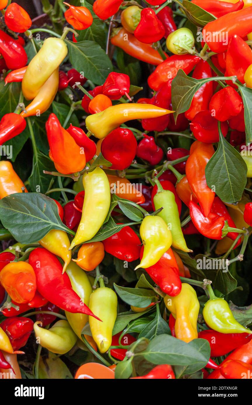 Different coloured peppers hi-res stock photography and images - Alamy