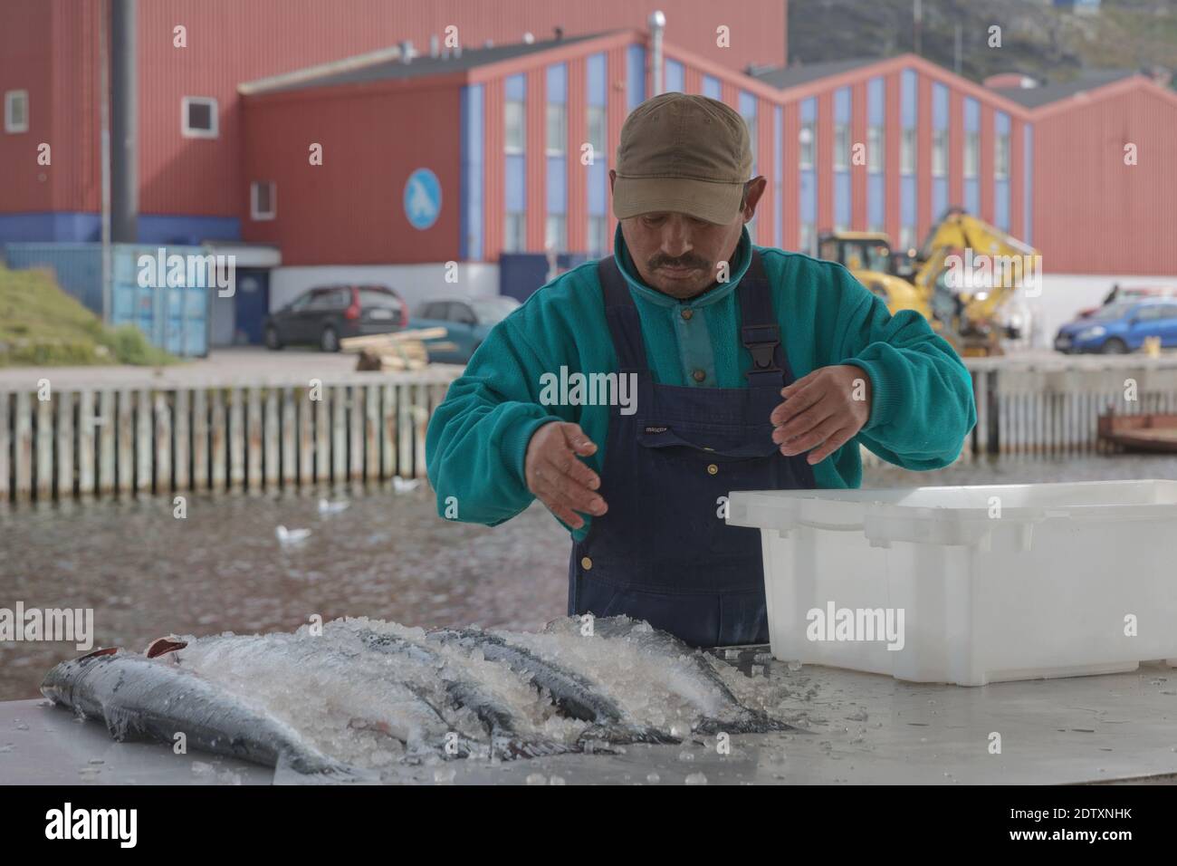 Qaqortoq, Greenland - August 28, 2017: Inuit eskimo man preparing fresh ...