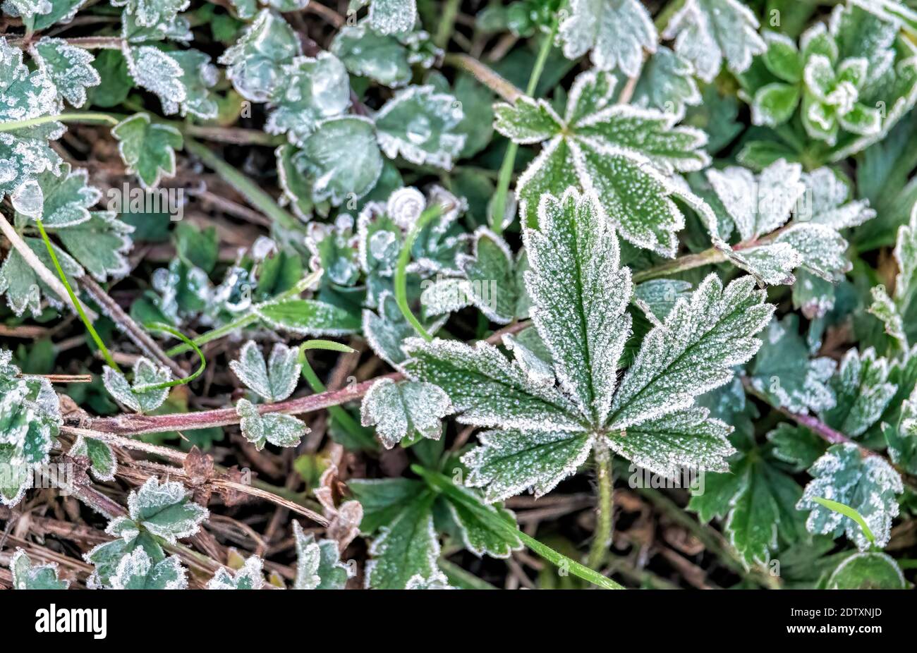 Selective focus. First frost on a frozen field plants, late autumn ...