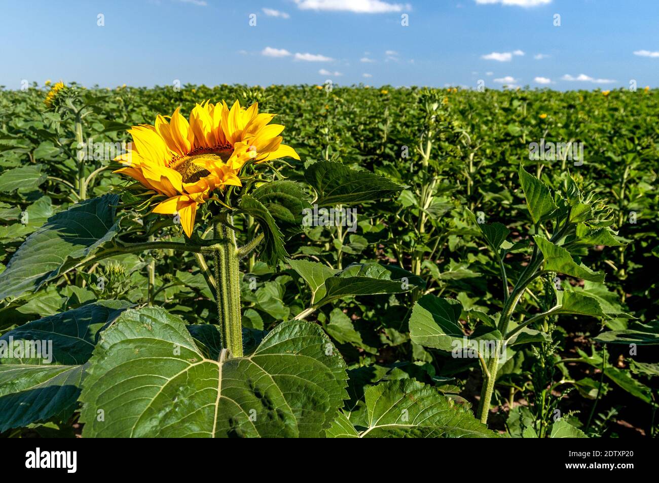 Growing sunflowers for oil production hi-res stock photography and ...