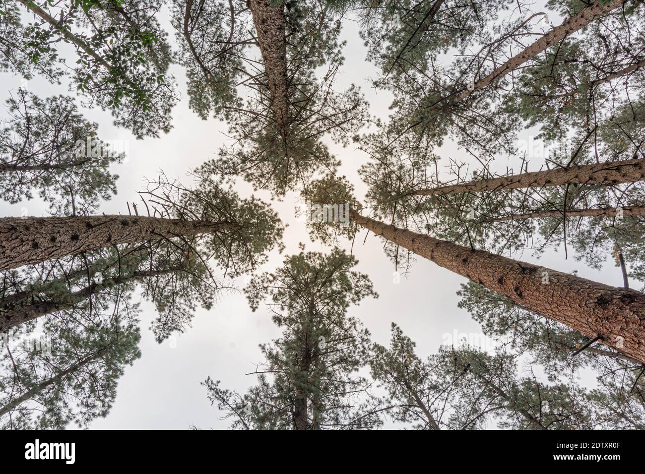 Trees from below Stock Photo - Alamy