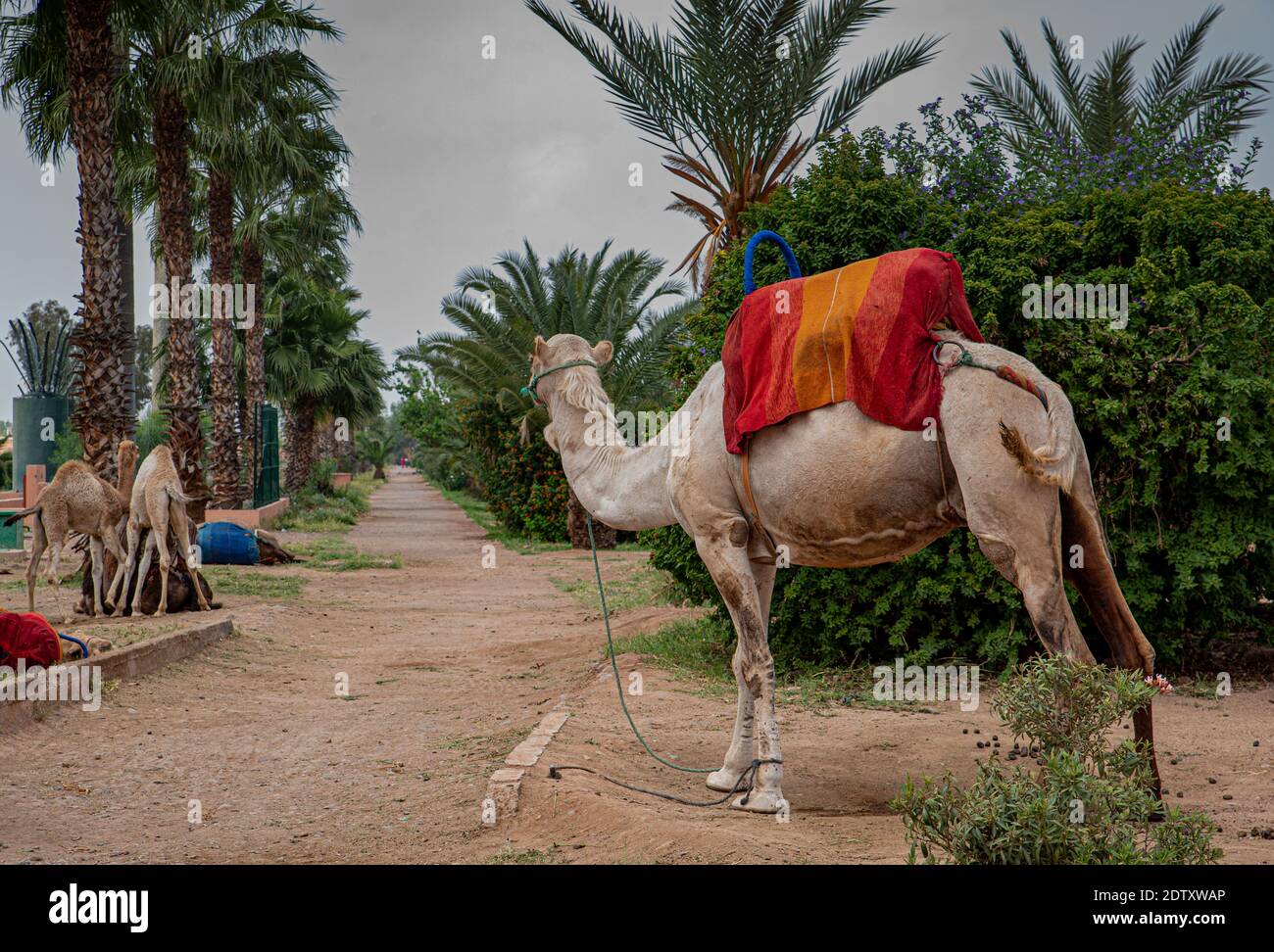 Elephant tied with tree hi-res stock photography and images - Alamy