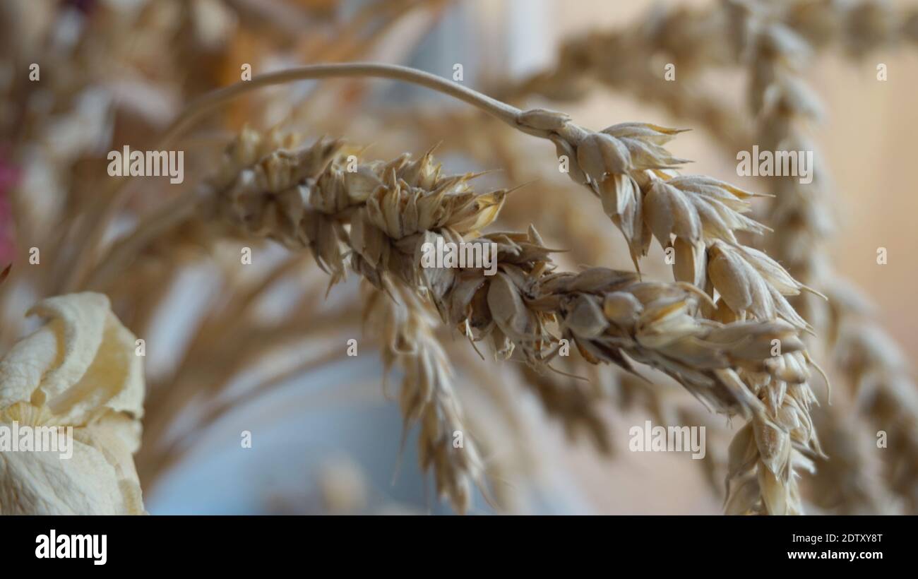 Wilted crop hi-res stock photography and images - Alamy