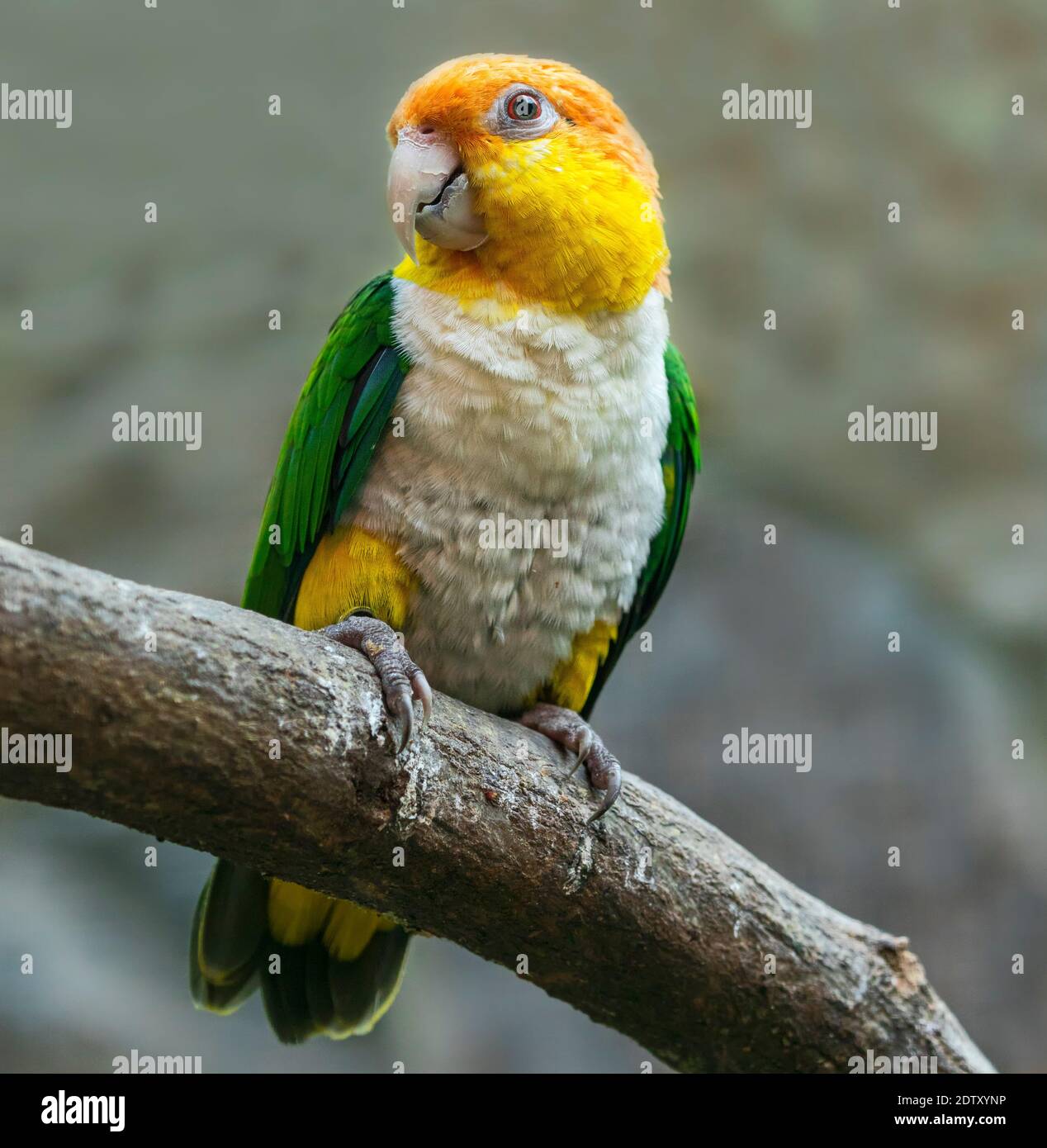 White parrot yellow head feathers hi-res stock photography and images ...