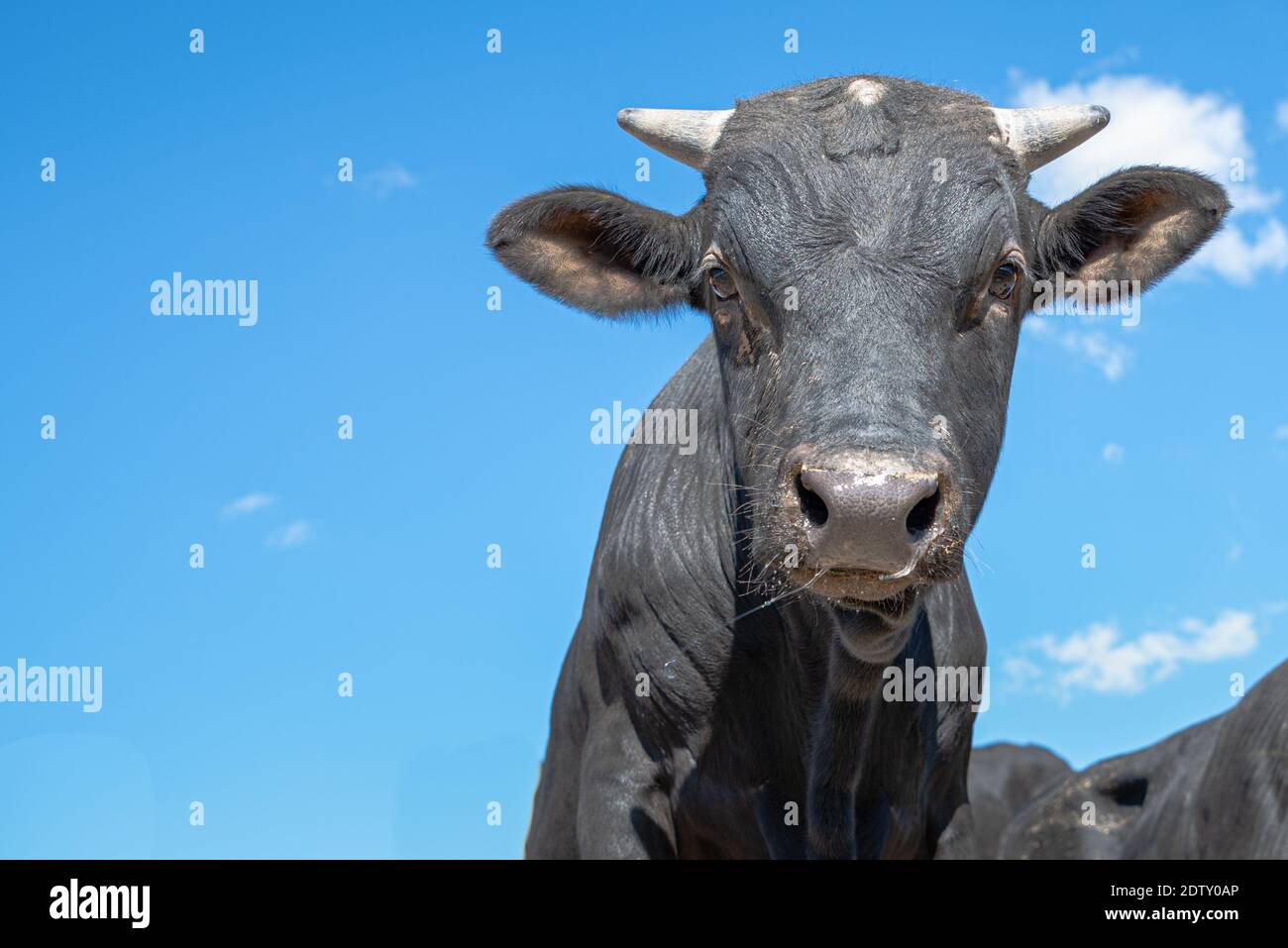 Torito hi-res stock photography and images - Alamy