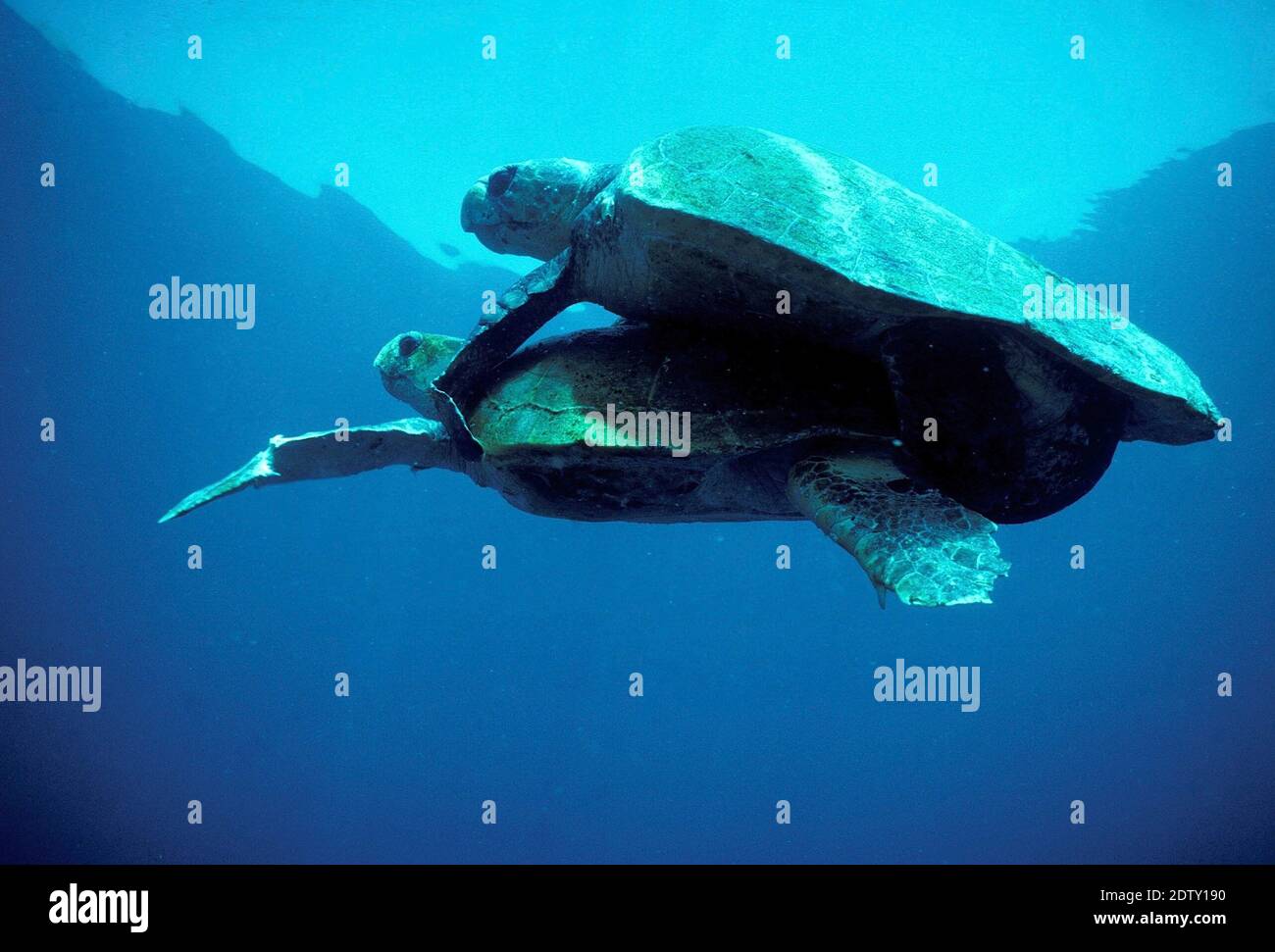 Sea turtle underwater mating hi-res stock photography and images - Alamy