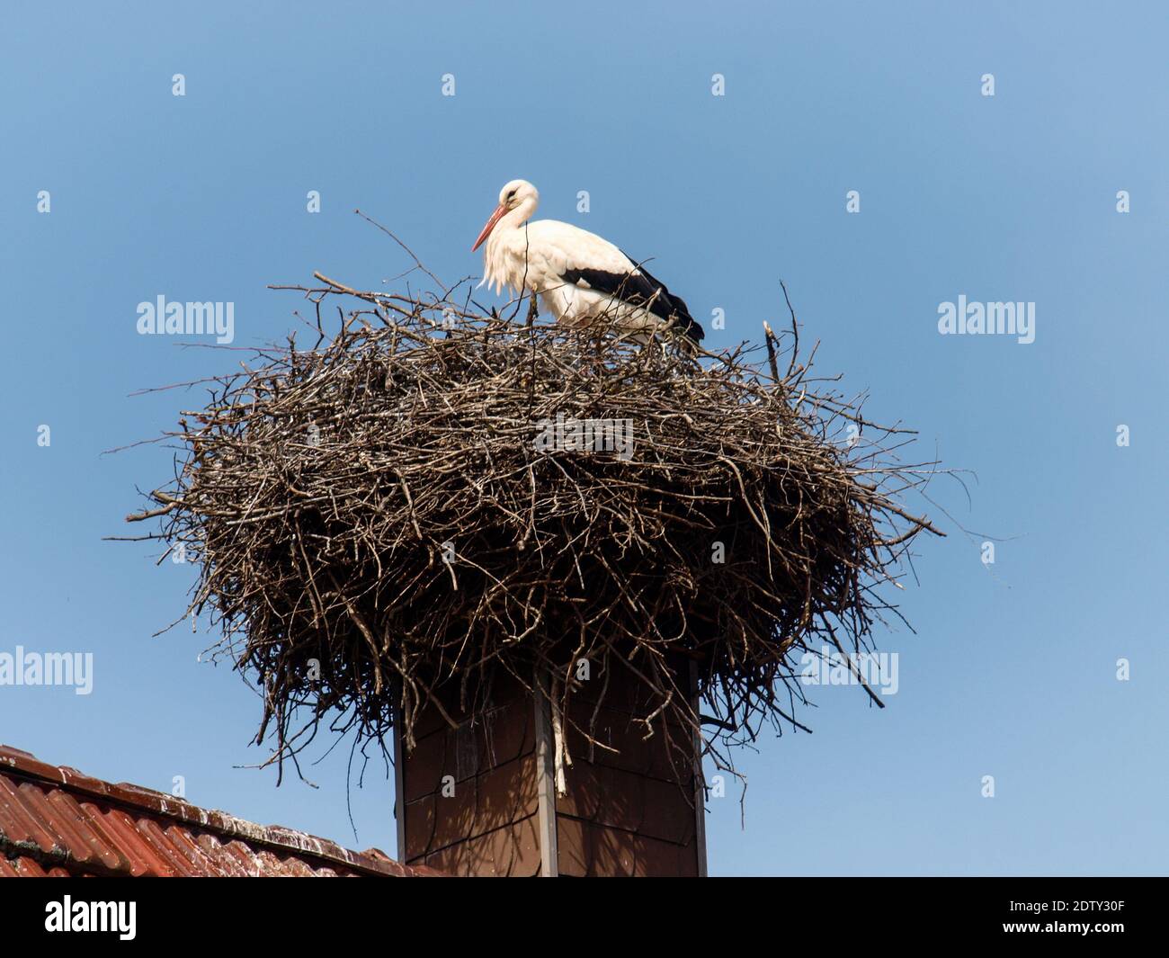 Alsace, France: stork in the nest up in the chimney Stock Photo - Alamy