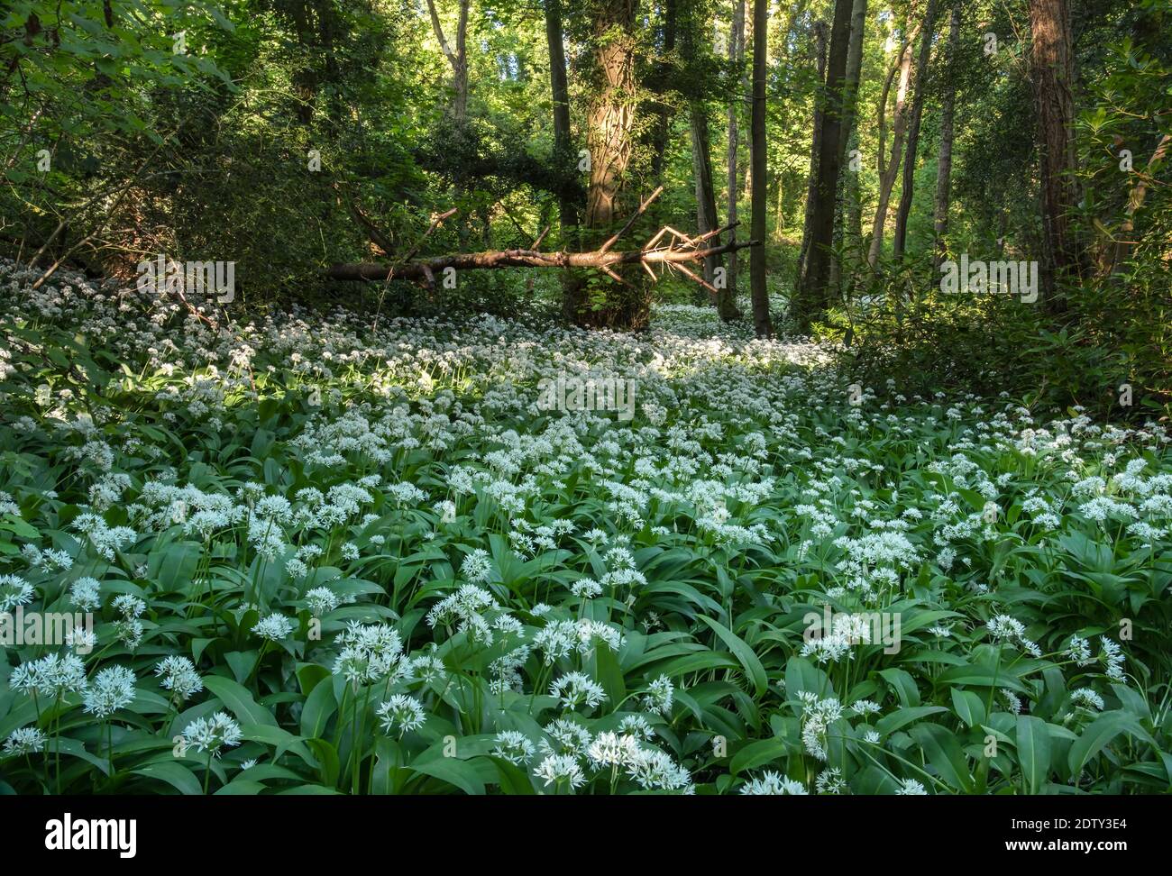 Wild Garlic in Vale Royal Woods, near Whitegate, Cheshire, England, UK ...