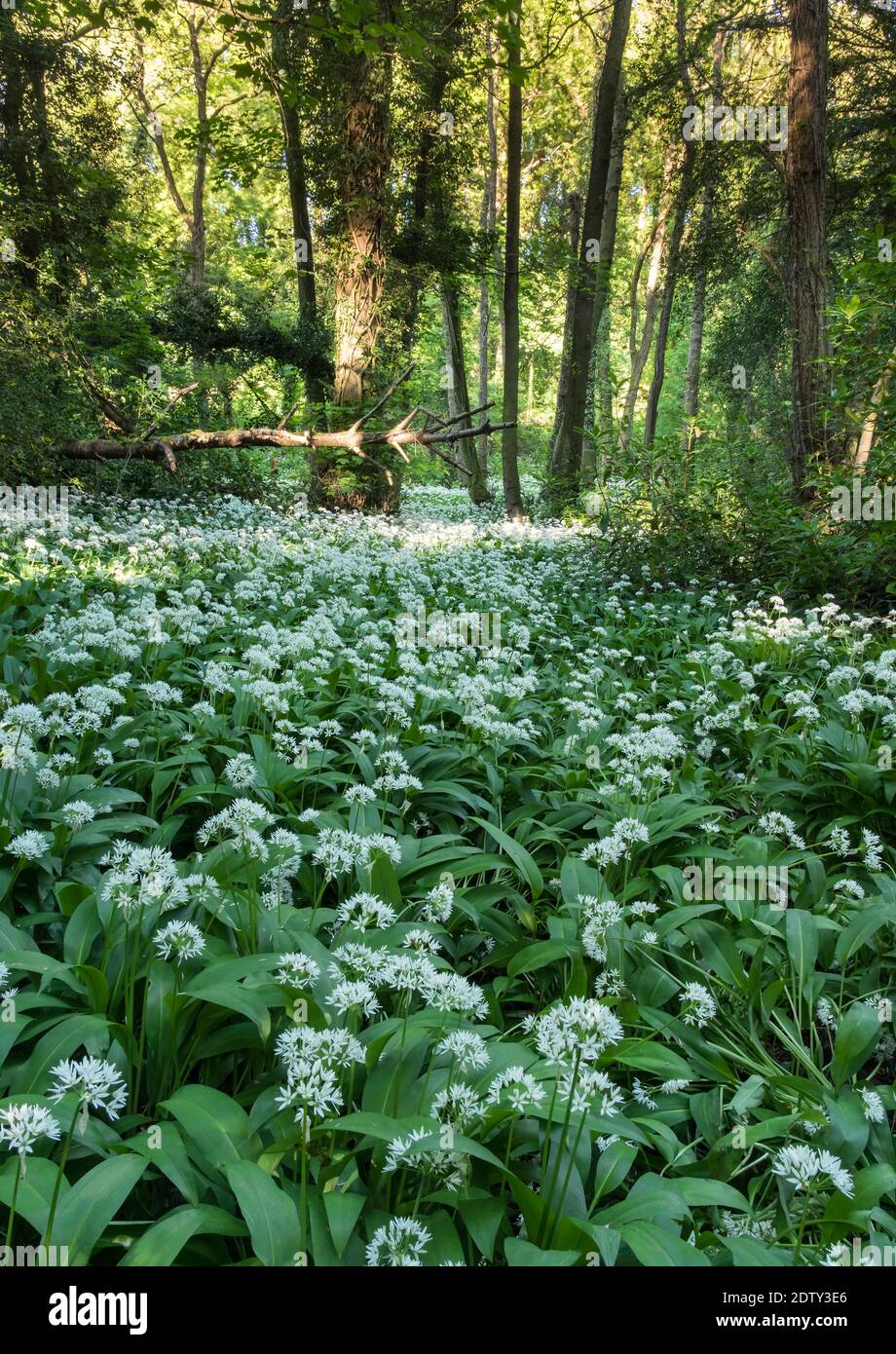 Wild Garlic in Vale Royal Woods, near Whitegate, Cheshire, England, UK ...