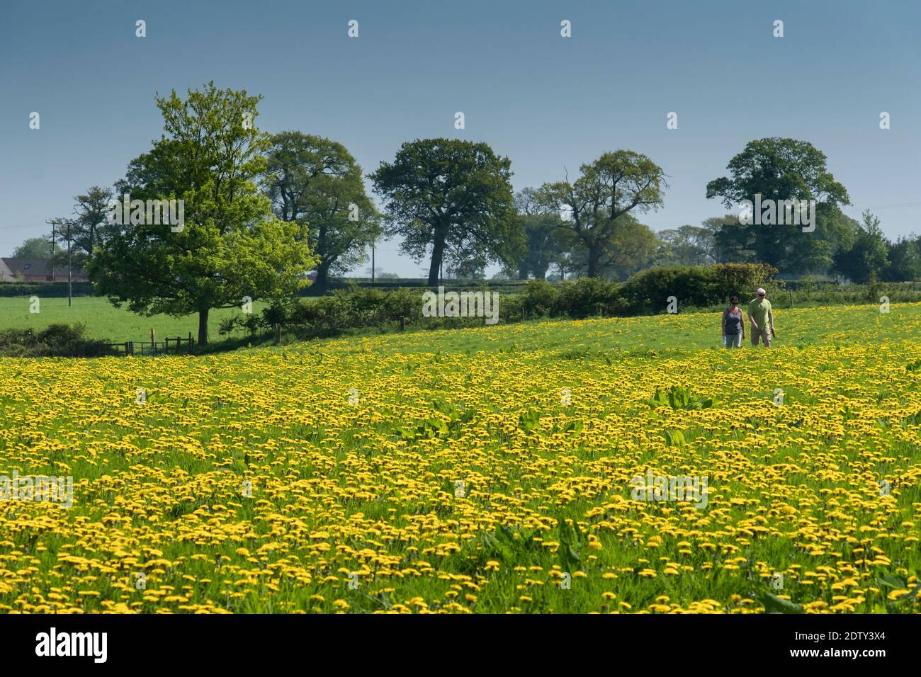 British meadow flowers hi-res stock photography and images - Alamy