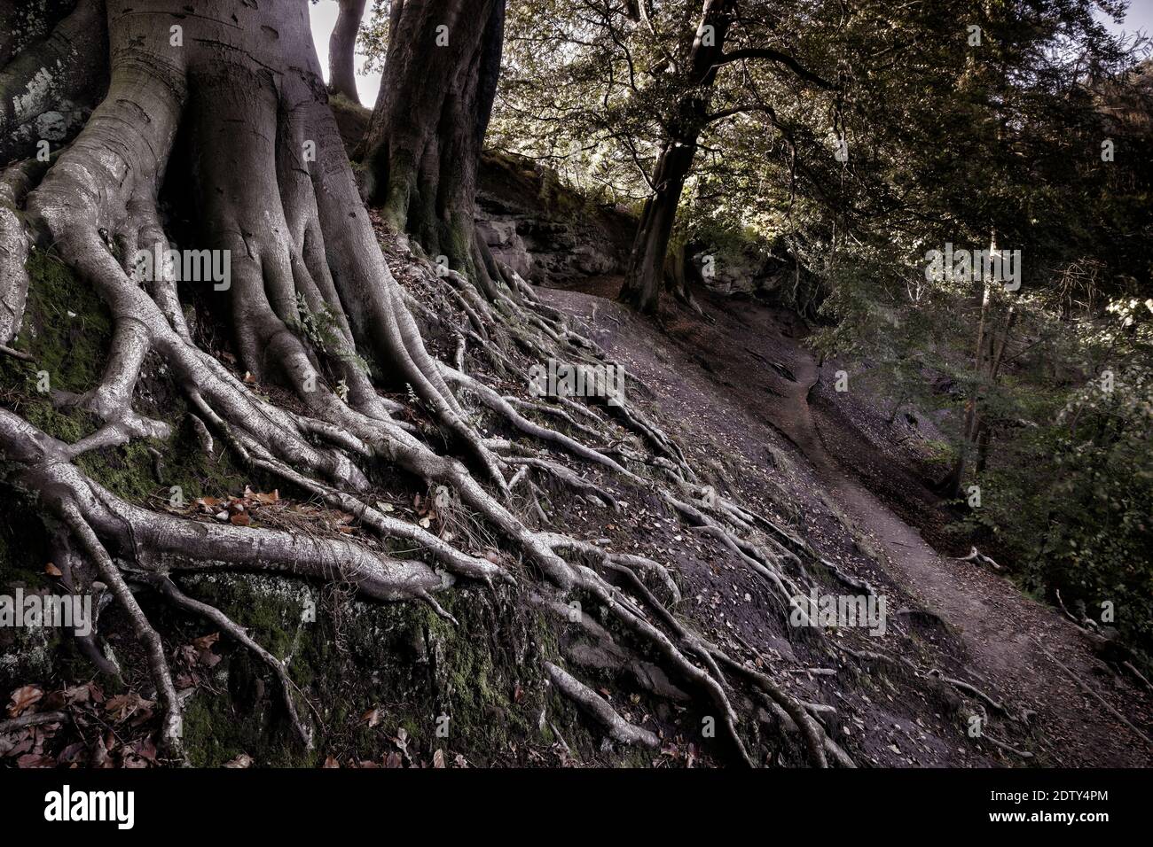Beech Tree Roots and Crags above Footpath, Alderley Edge, Cheshire ...