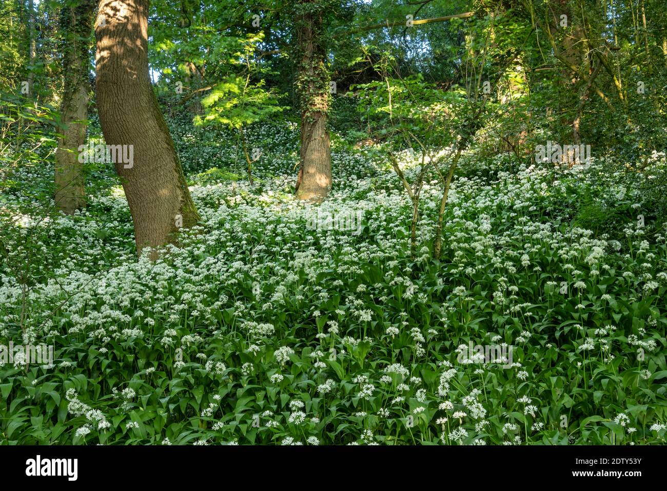 Wild Garlic (Allium ursinum) in woodland along the River Weaver ...