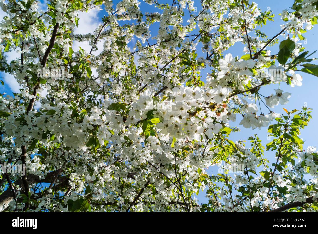 Old Cherry Trees Cherry Orchard Blooming High Resolution Stock ...