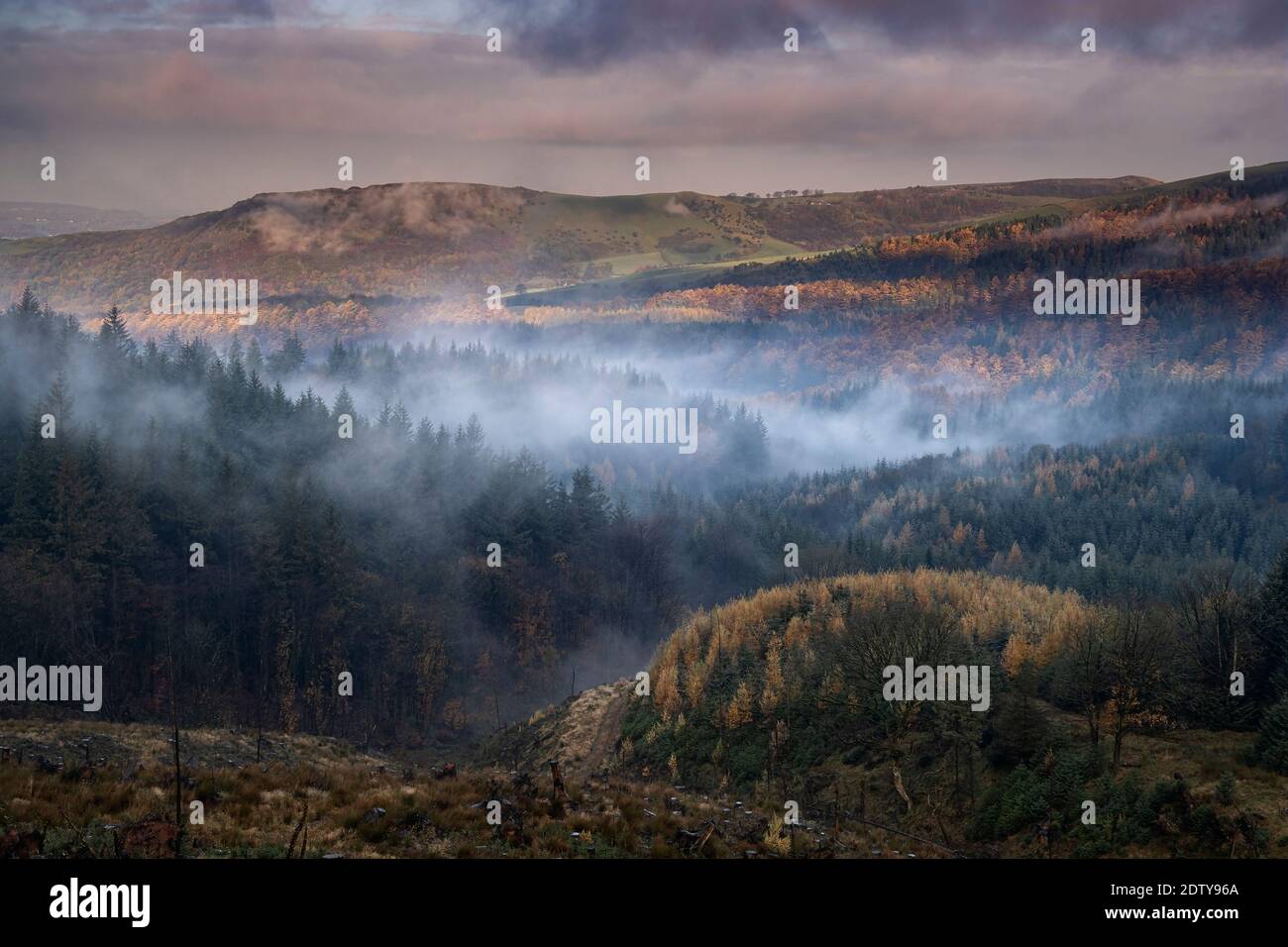 Early morning mist in forest landscape hi-res stock photography and ...