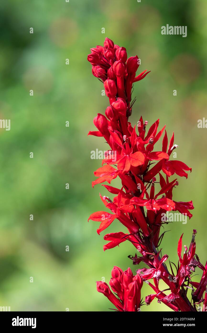Close up of a red cardinal flower (lobelia cardinalis) in bloom Stock ...