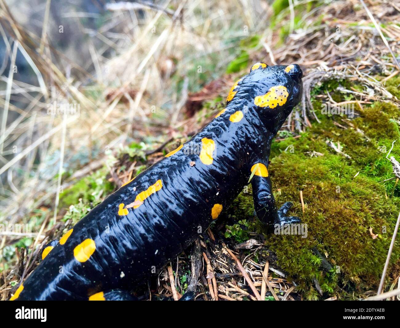 Black markings and spots hi-res stock photography and images - Alamy