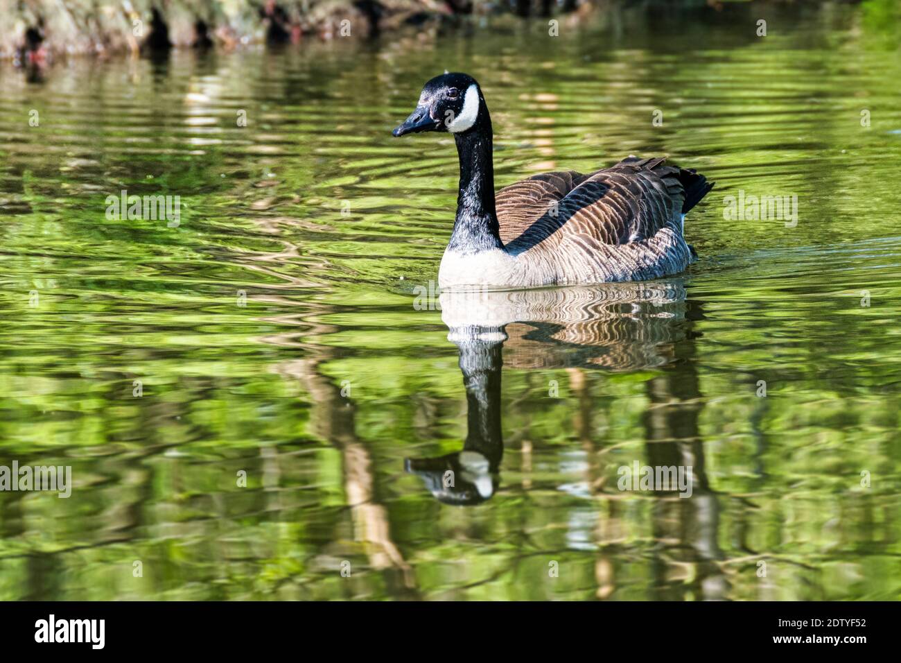 Canadian geese swimming in water hi-res stock photography and images ...