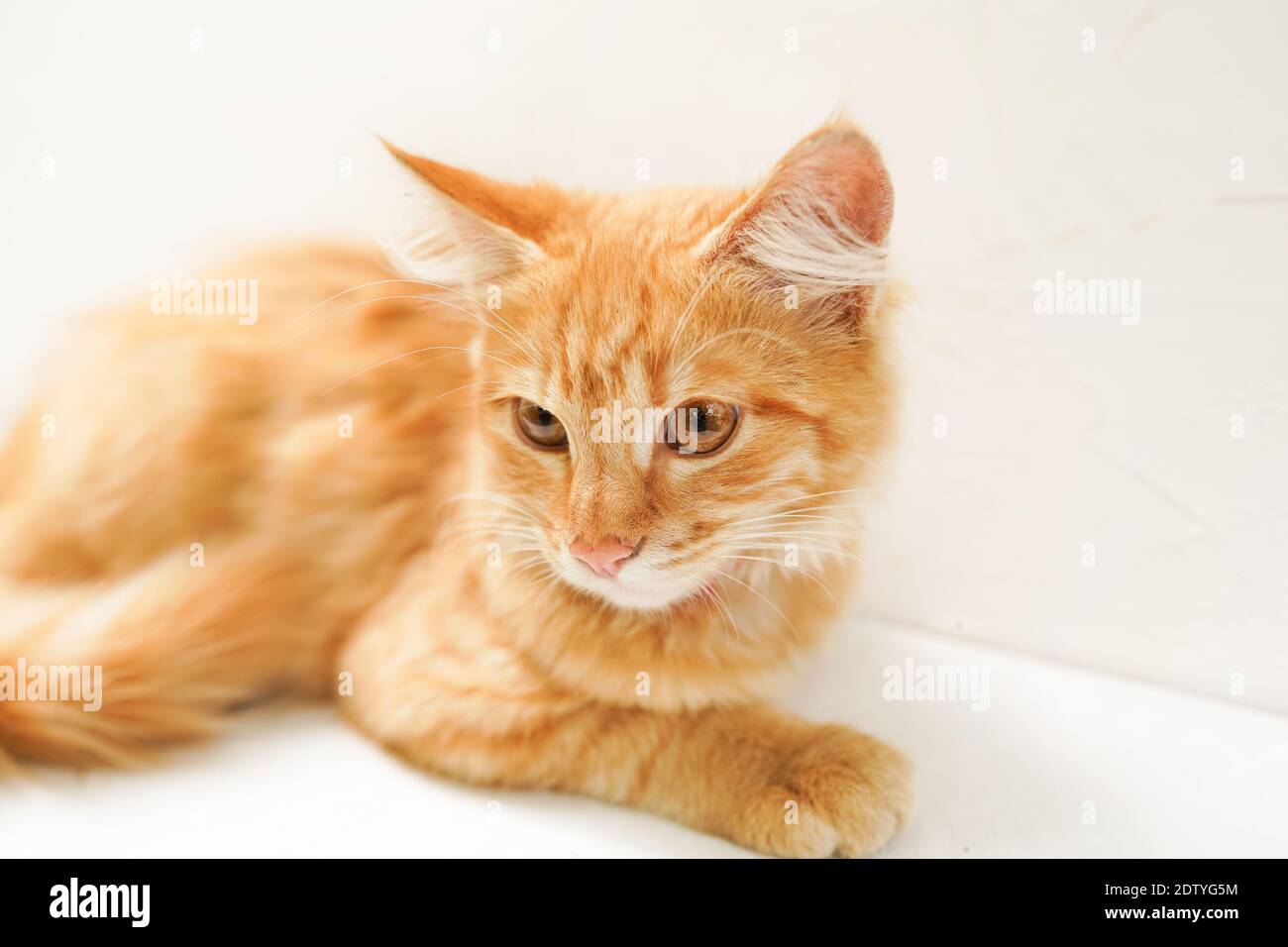 cute little ginger cat laying on white background Stock Photo - Alamy