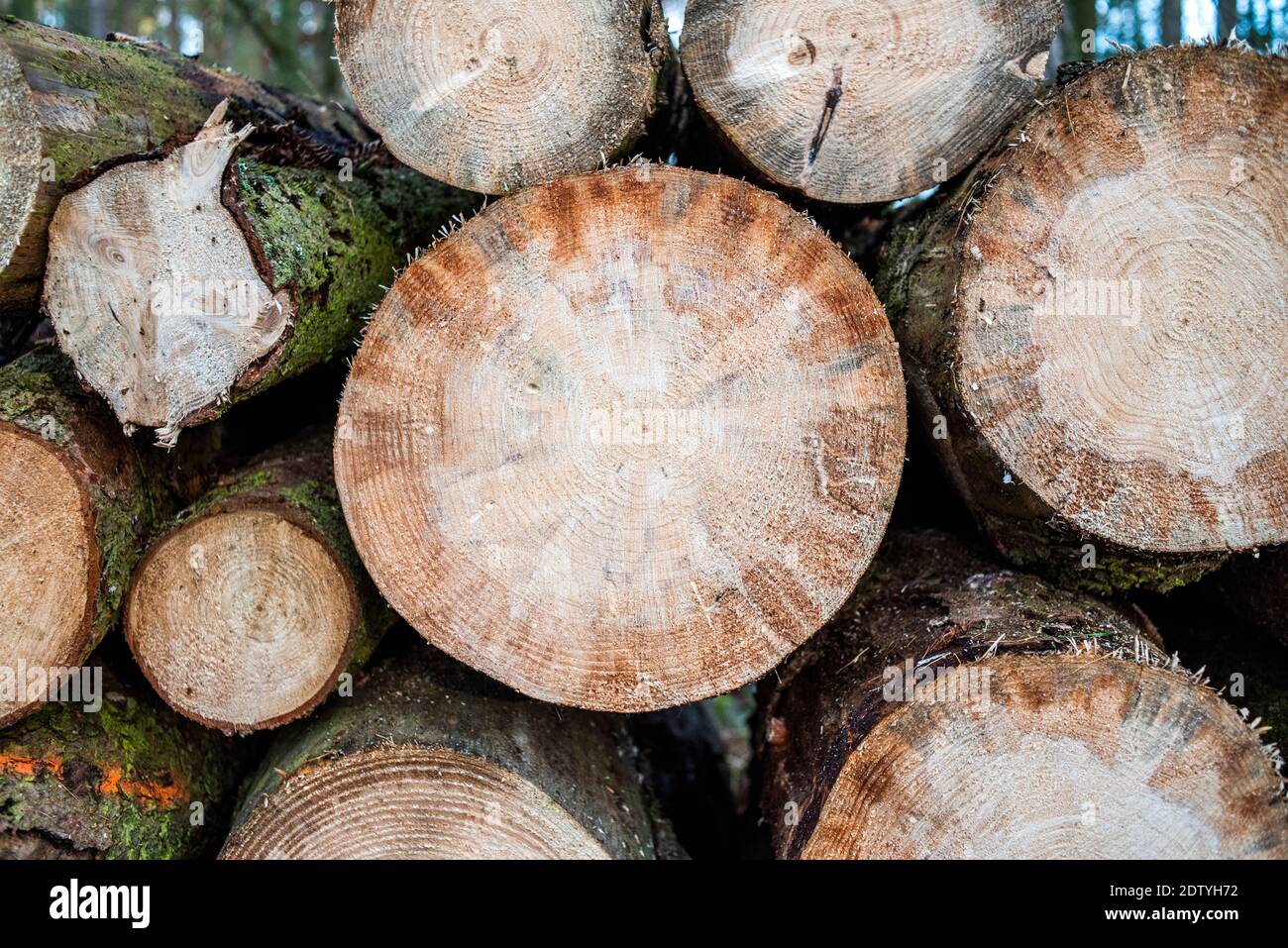 Cut trees in the forest, testura. Cutting down forests Stock Photo - Alamy