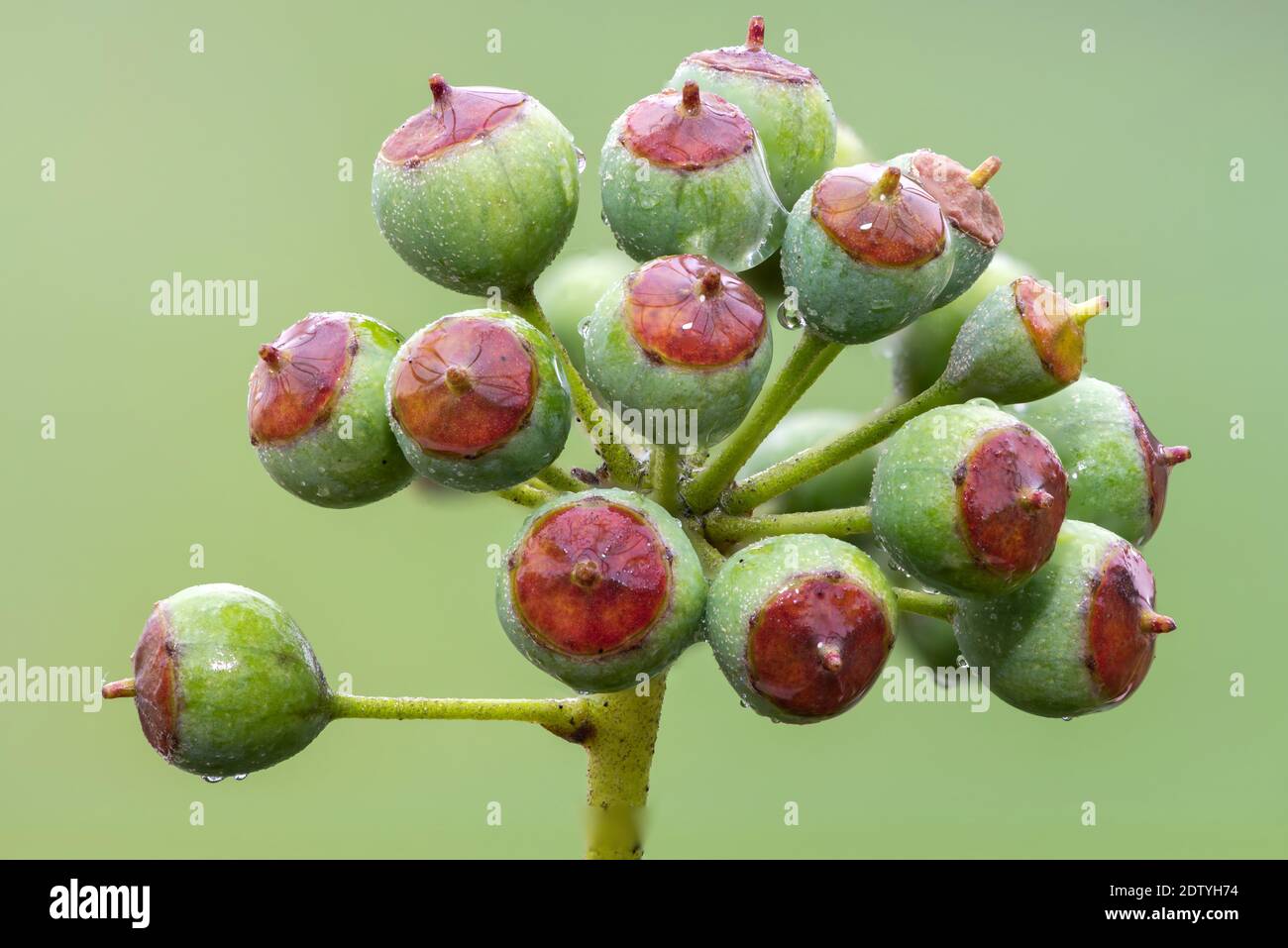 Close up of unripe common ivy (hedera helix) berries Stock Photo - Alamy